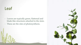 Leaf | PPTX