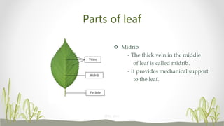 Leaf | PPTX