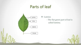Leaf | PPTX