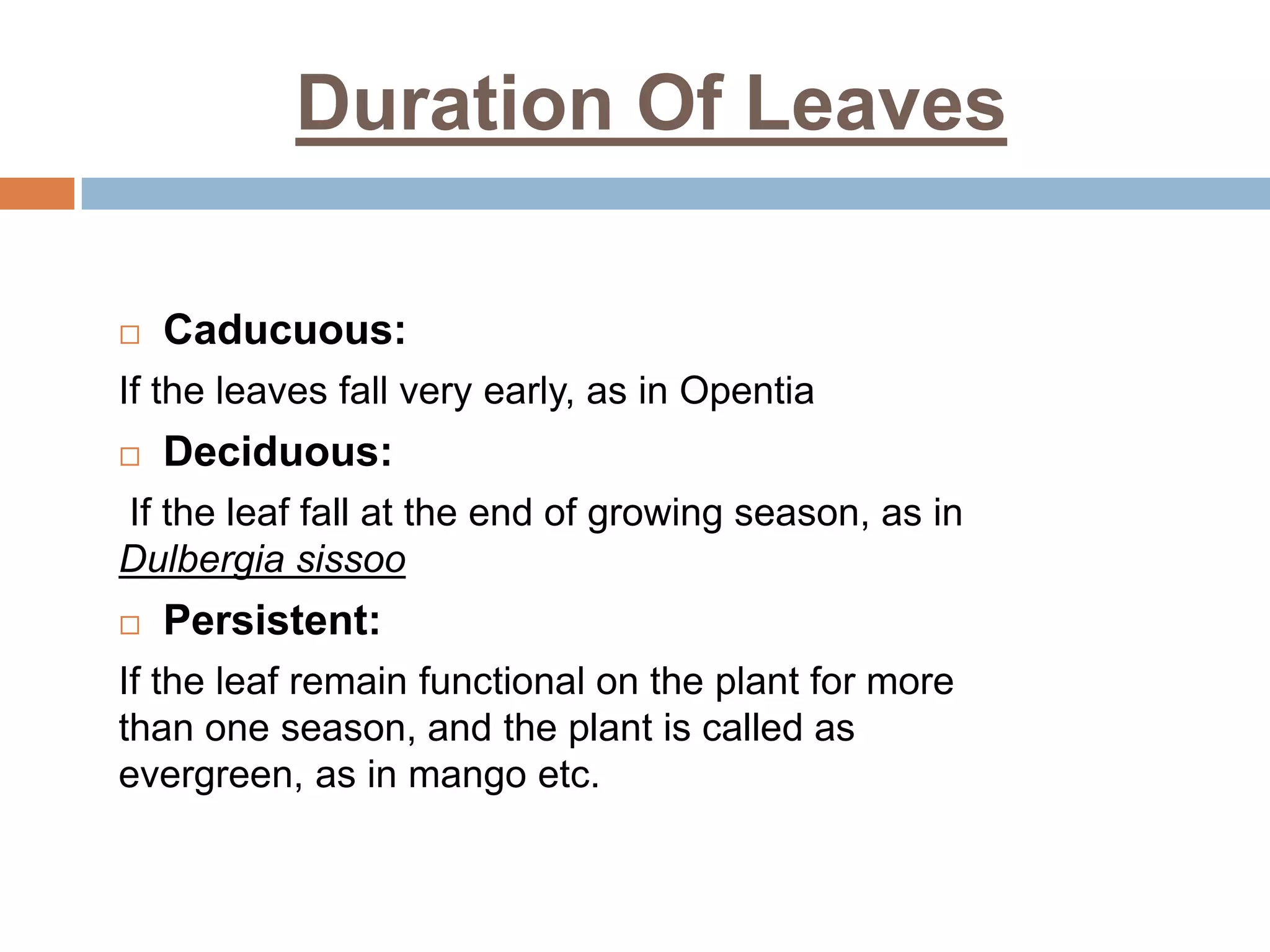 Leaf (Botany) | PPTX