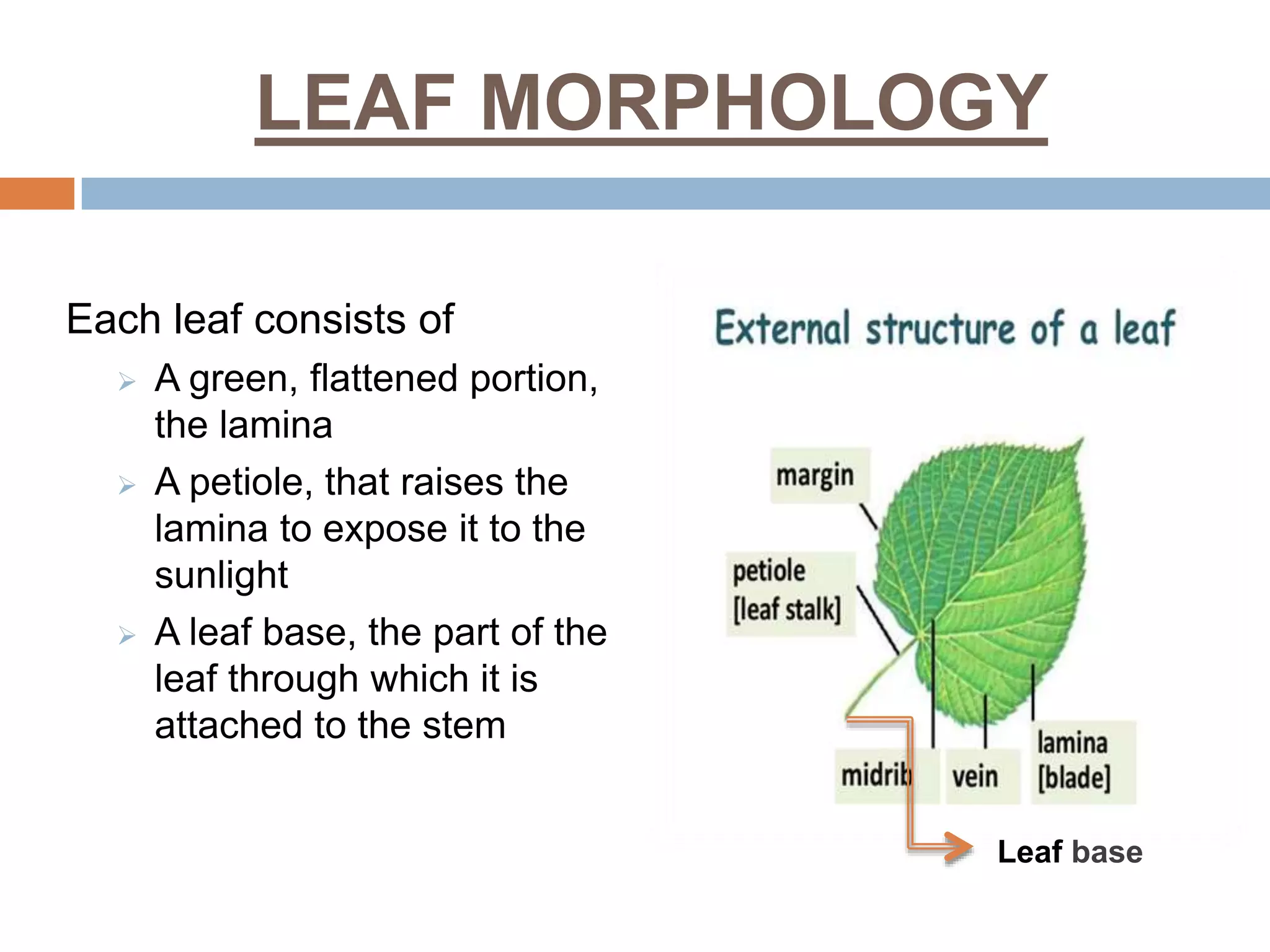 Leaf (Botany) | PPTX