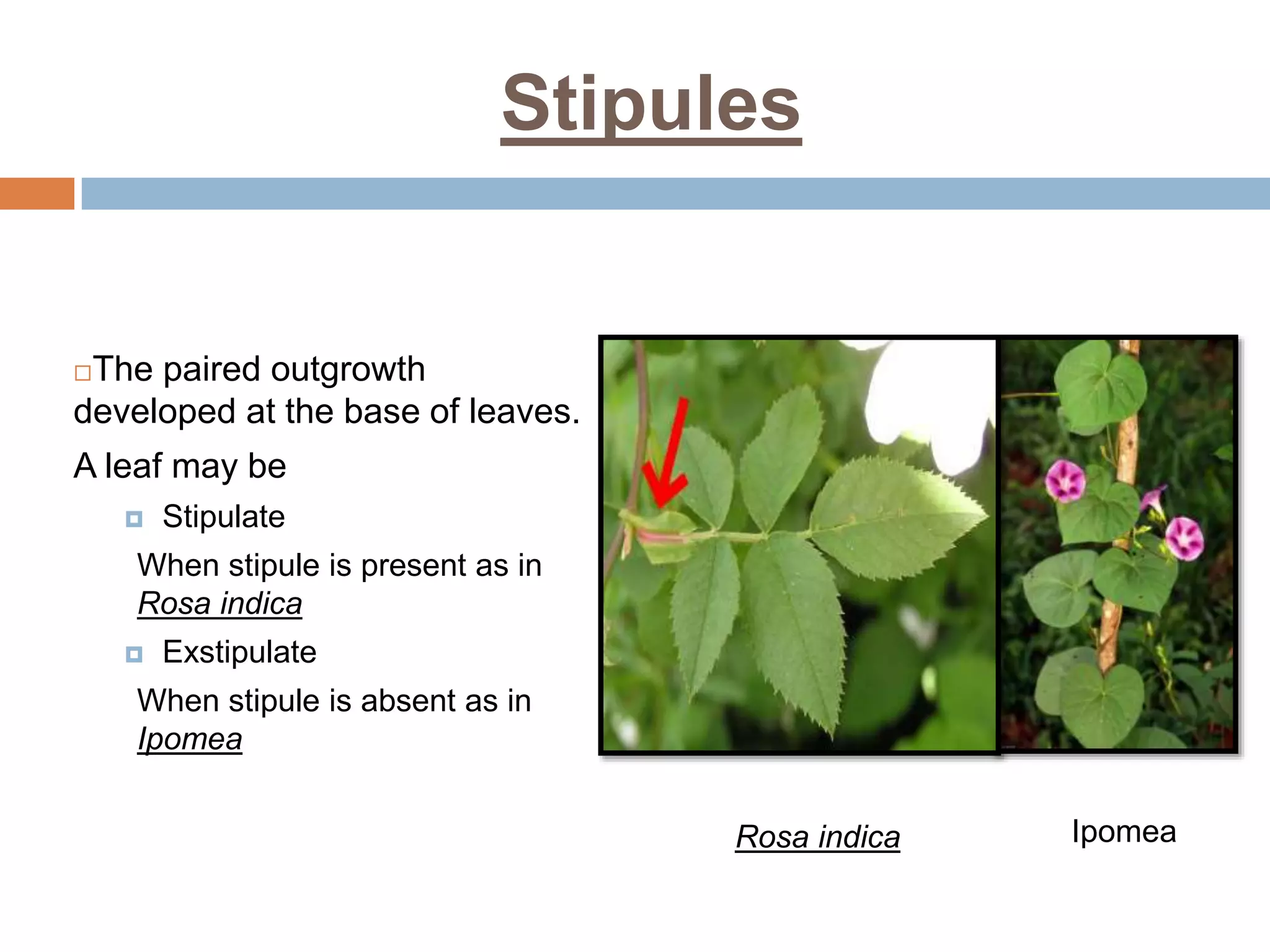 Leaf (Botany) | PPTX