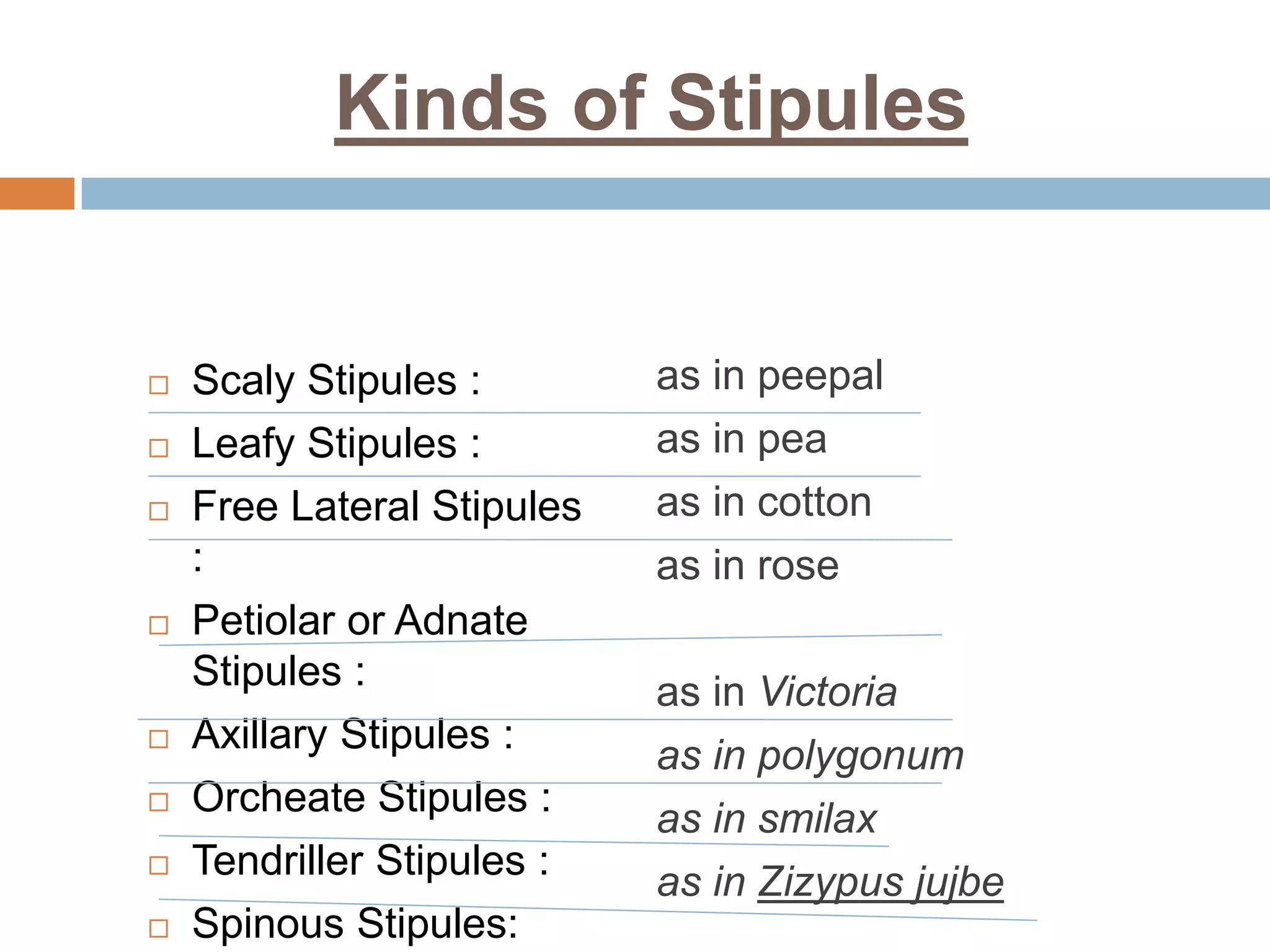 Leaf (Botany) | PPTX