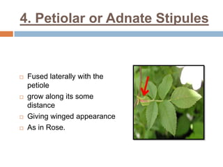 Leaf (Botany) | PPTX