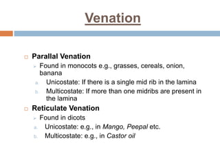 Leaf (Botany) | PPTX