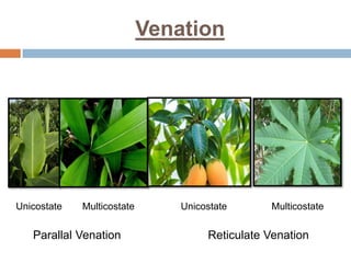 Leaf (Botany) | PPTX