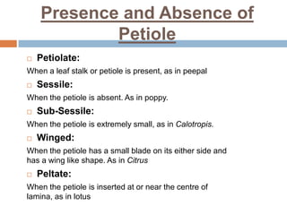 Leaf (Botany) | PPTX