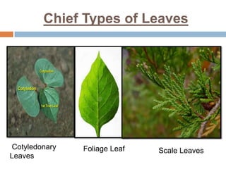 Scale Leaves