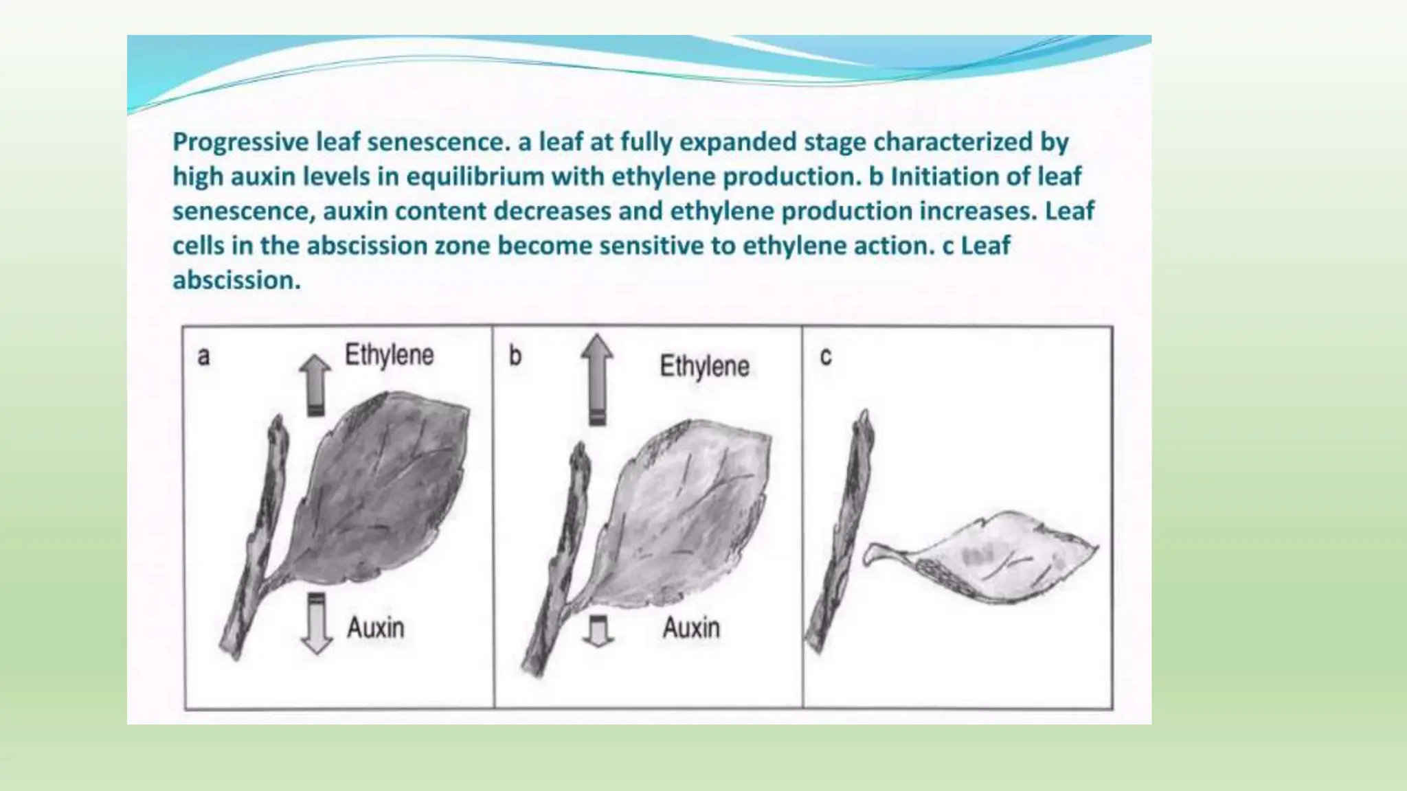 Leaf abscission and senescence.pptx