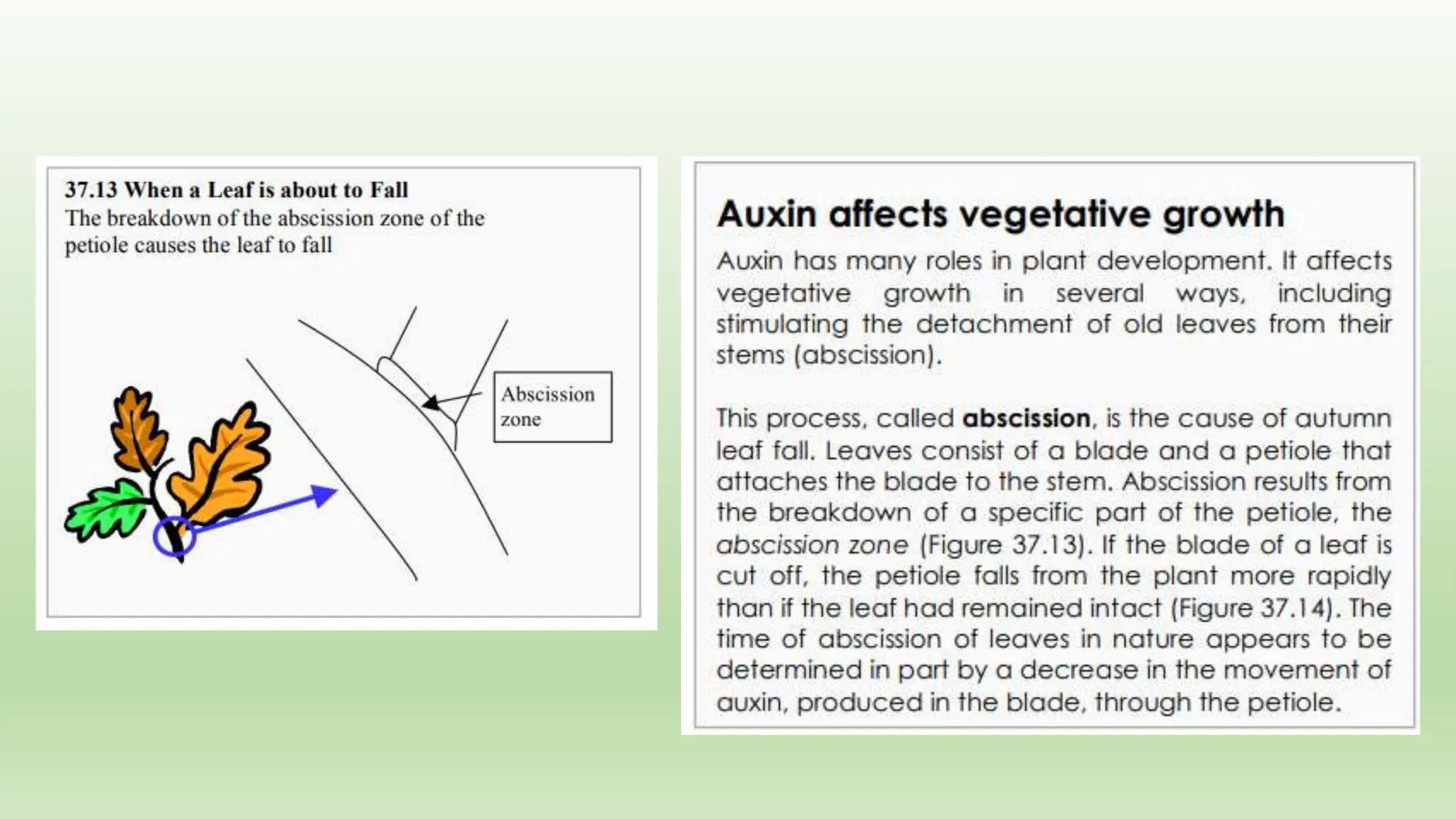 Leaf abscission and senescence.pptx