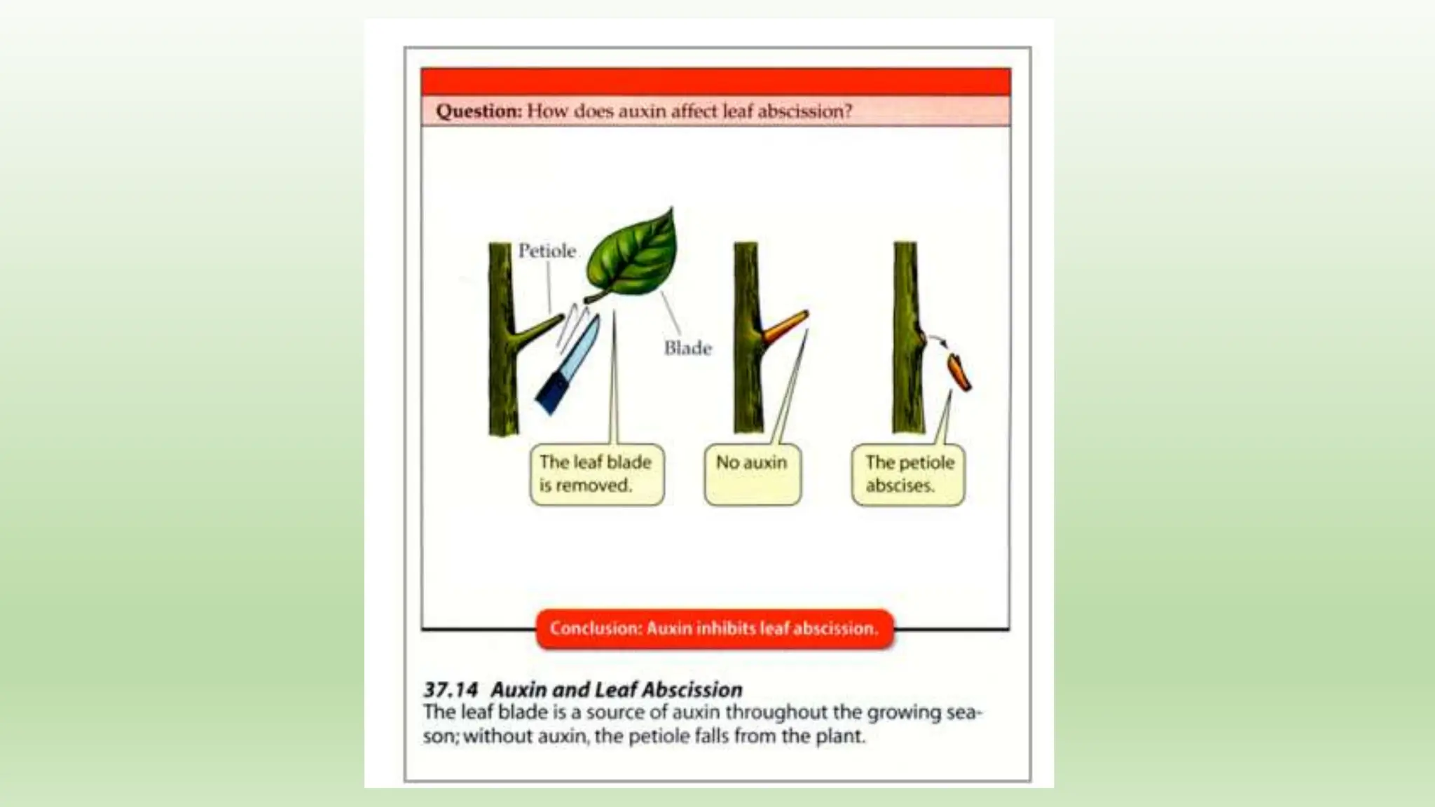 Leaf abscission and senescence.pptx