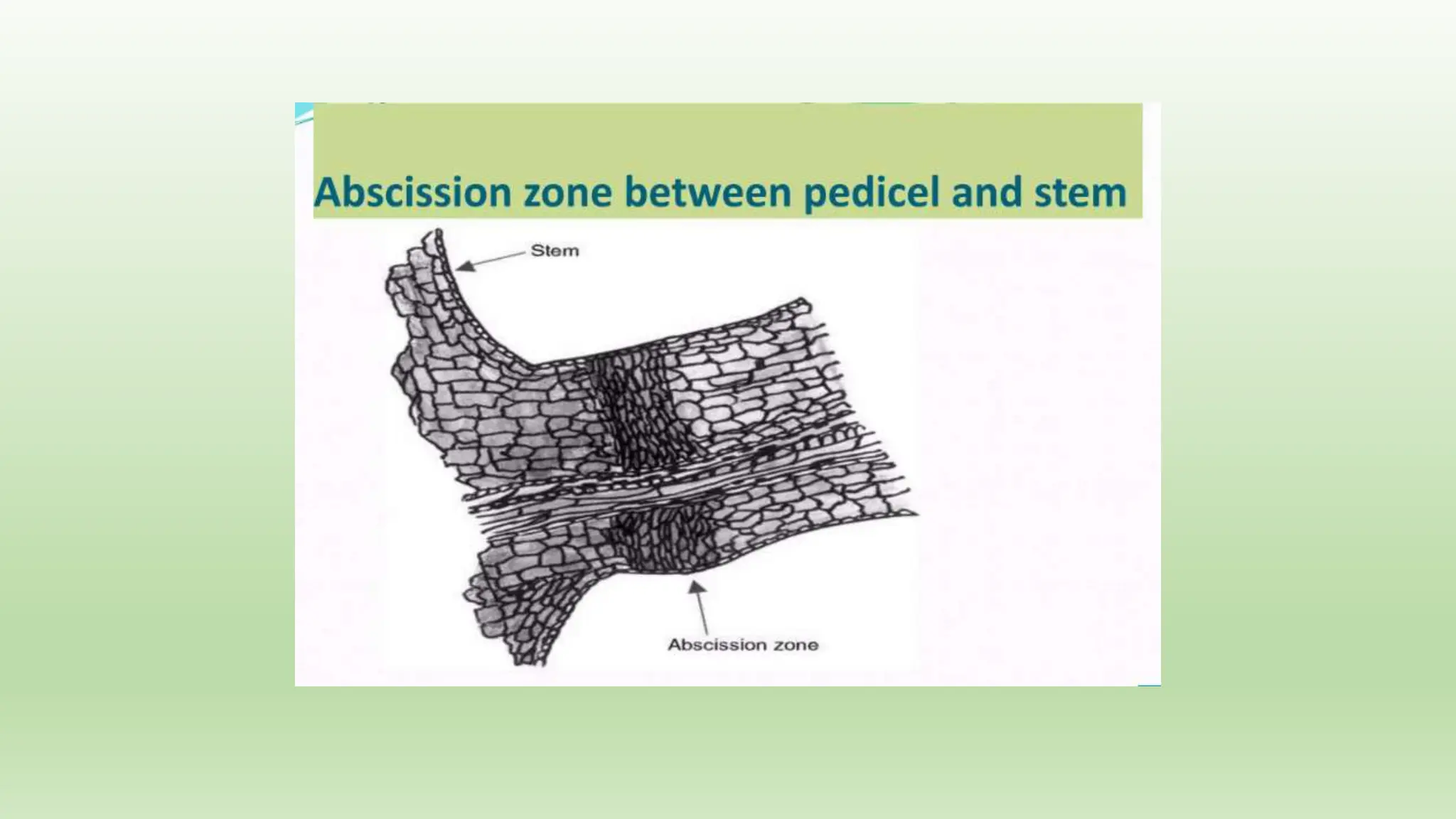 Leaf abscission and senescence.pptx