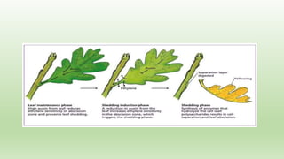 Leaf abscission and senescence.pptx