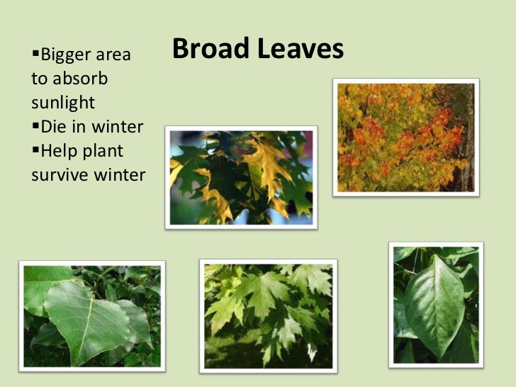 Leaf adaptations