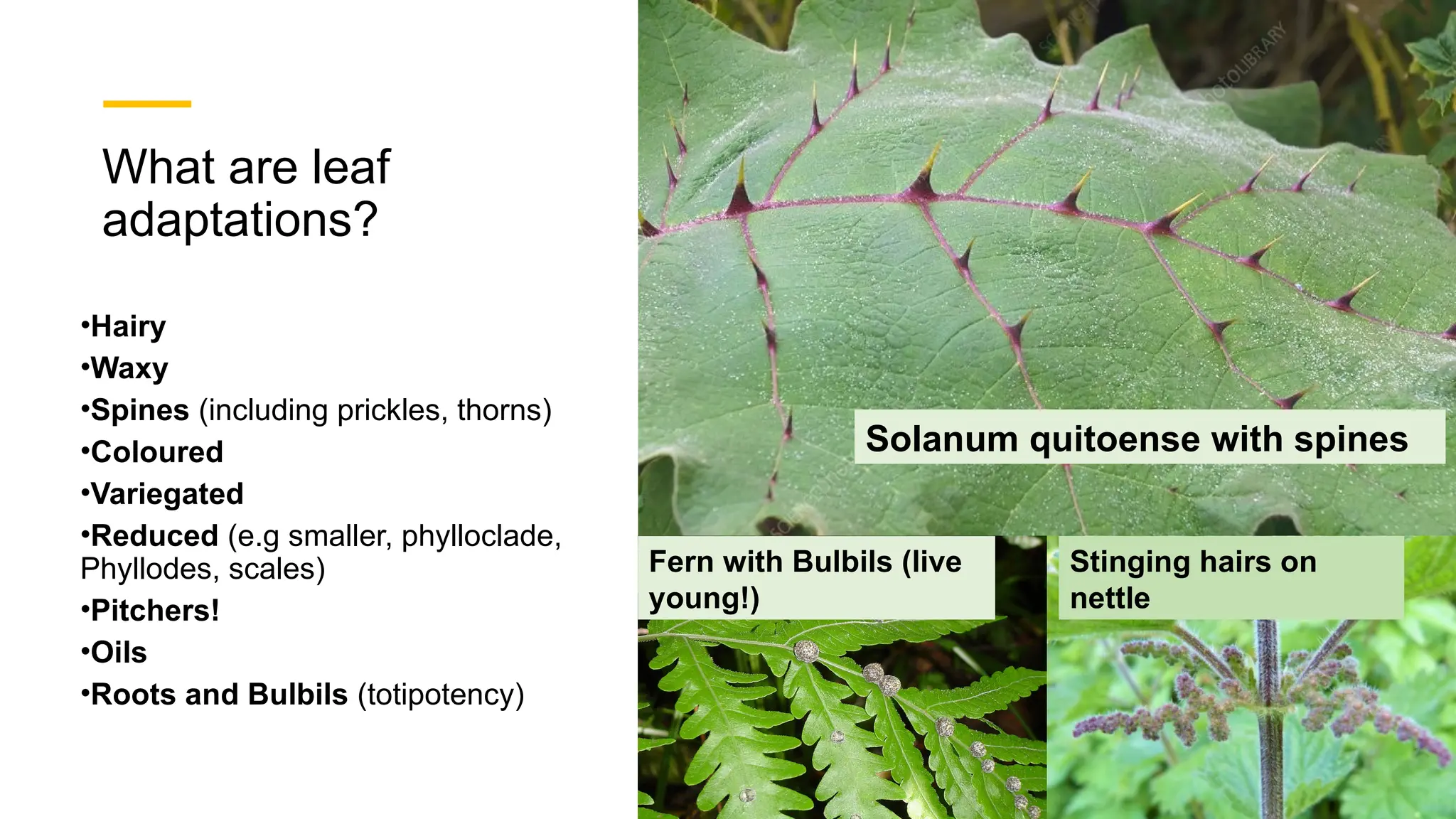 leaf adaptations: Environmental interactions and horticultural ...