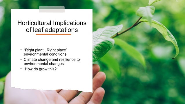leaf adaptations: Environmental interactions and horticultural ...