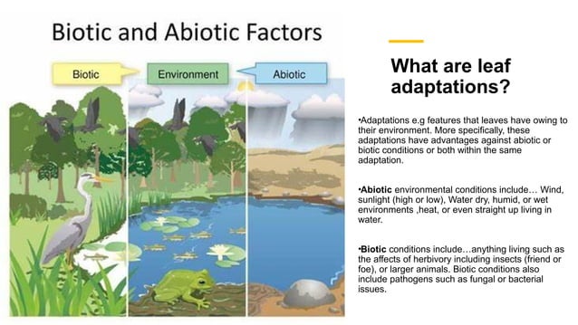 leaf adaptations: Environmental interactions and horticultural ...