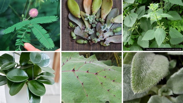 leaf adaptations: Environmental interactions and horticultural ...