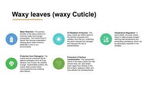 leaf adaptations: Environmental interactions and horticultural ...