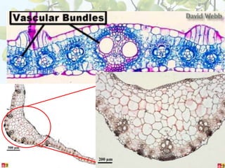 Leaf Anatomy | PPTX