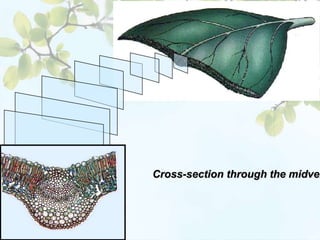 Leaf Anatomy | PPTX