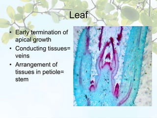 Leaf Anatomy | PPTX