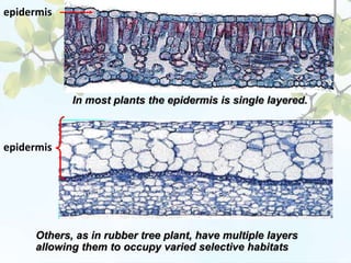 Leaf Anatomy | PPTX