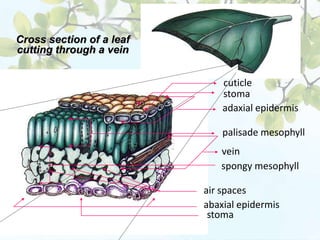 Leaf Cross Section Slide
