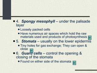 Leaf anatomy | PPT