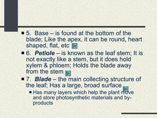 Leaf anatomy | PPT
