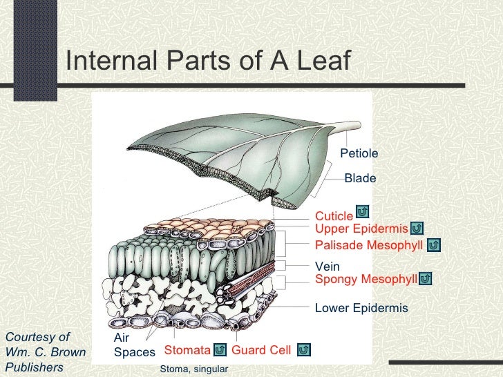 Leaf anatomy