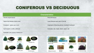 Leaf and Flower System.pptx | Gardening | Home & Garden