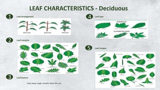 Leaf and Flower System.pptx | Gardening | Home & Garden