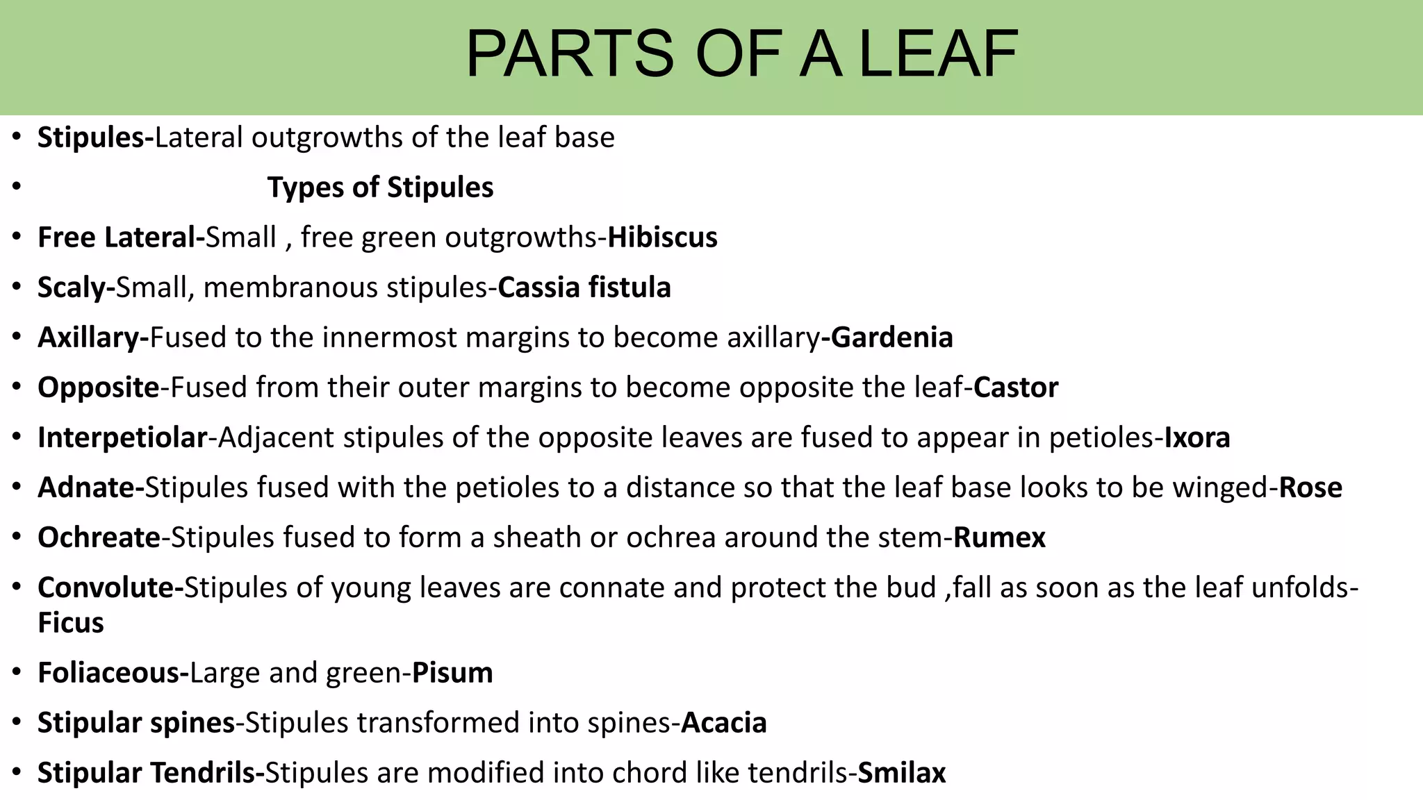 Leaf Structure | PPTX