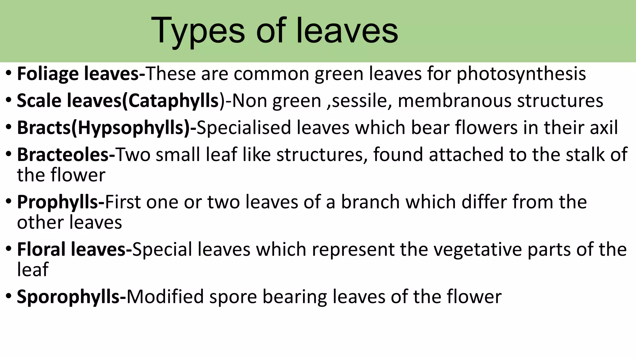 Leaf Structure | PPTX