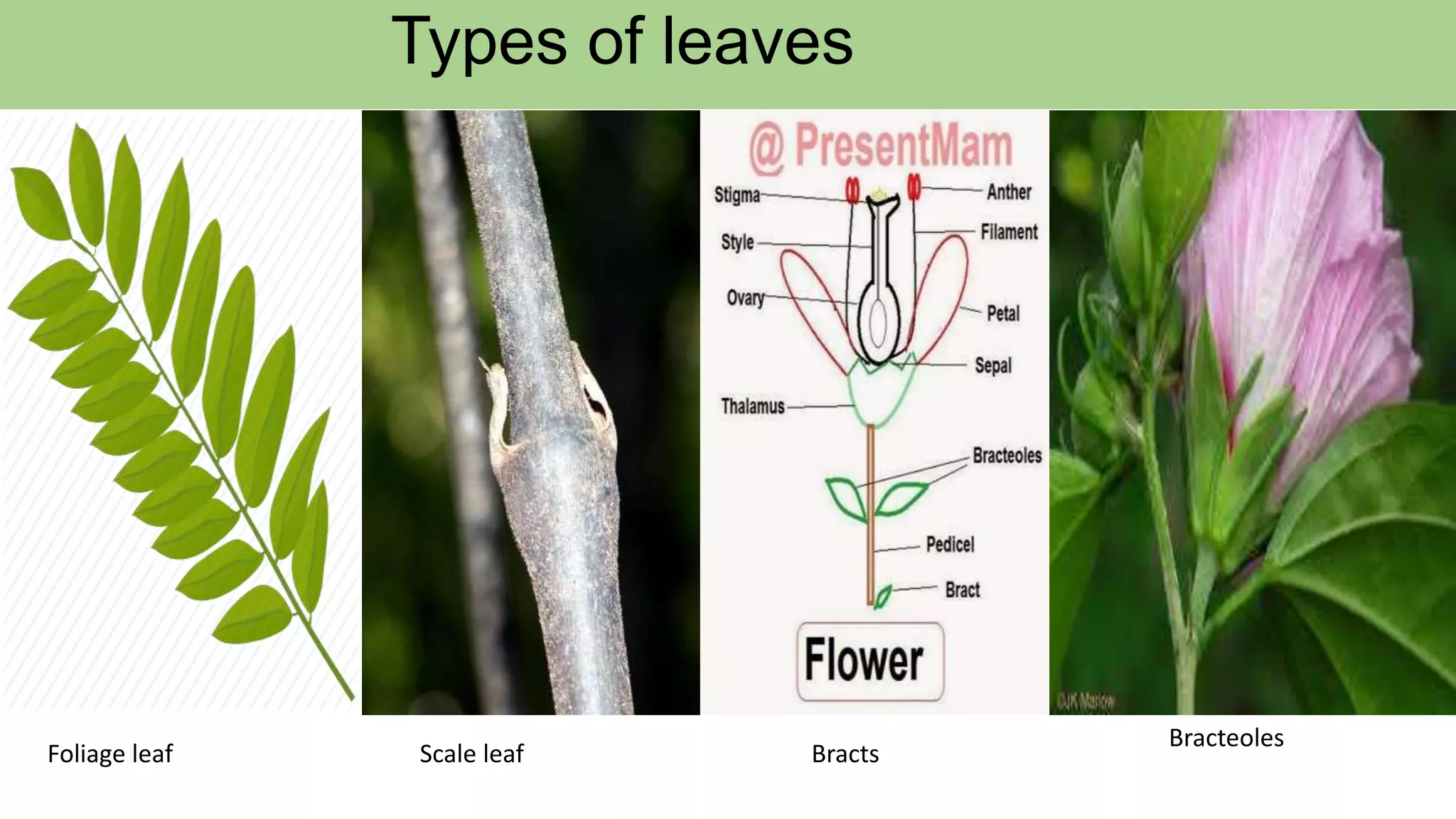 Leaf Structure | PPTX | Gardening | Home & Garden