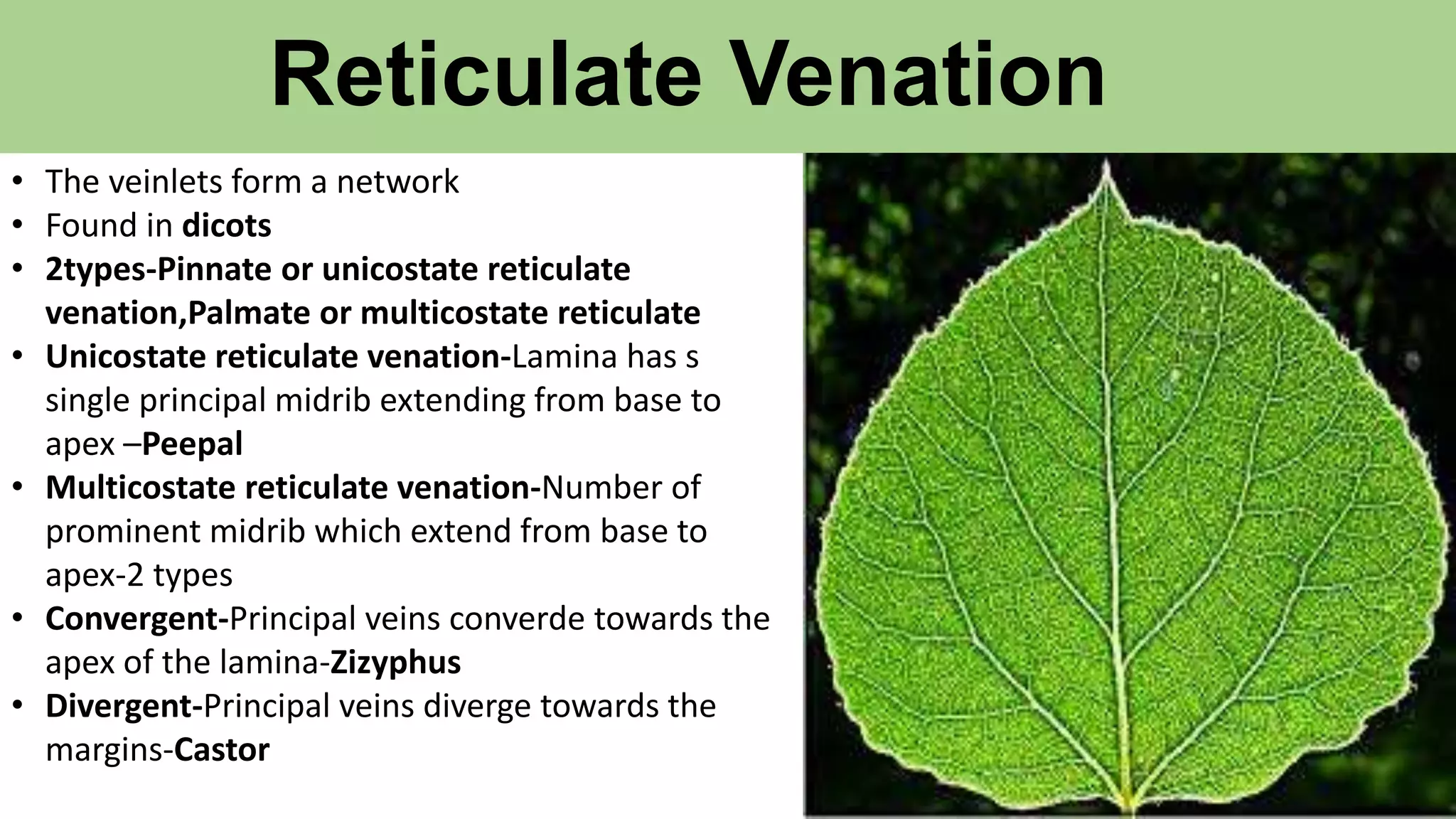 Leaf Structure | PPTX