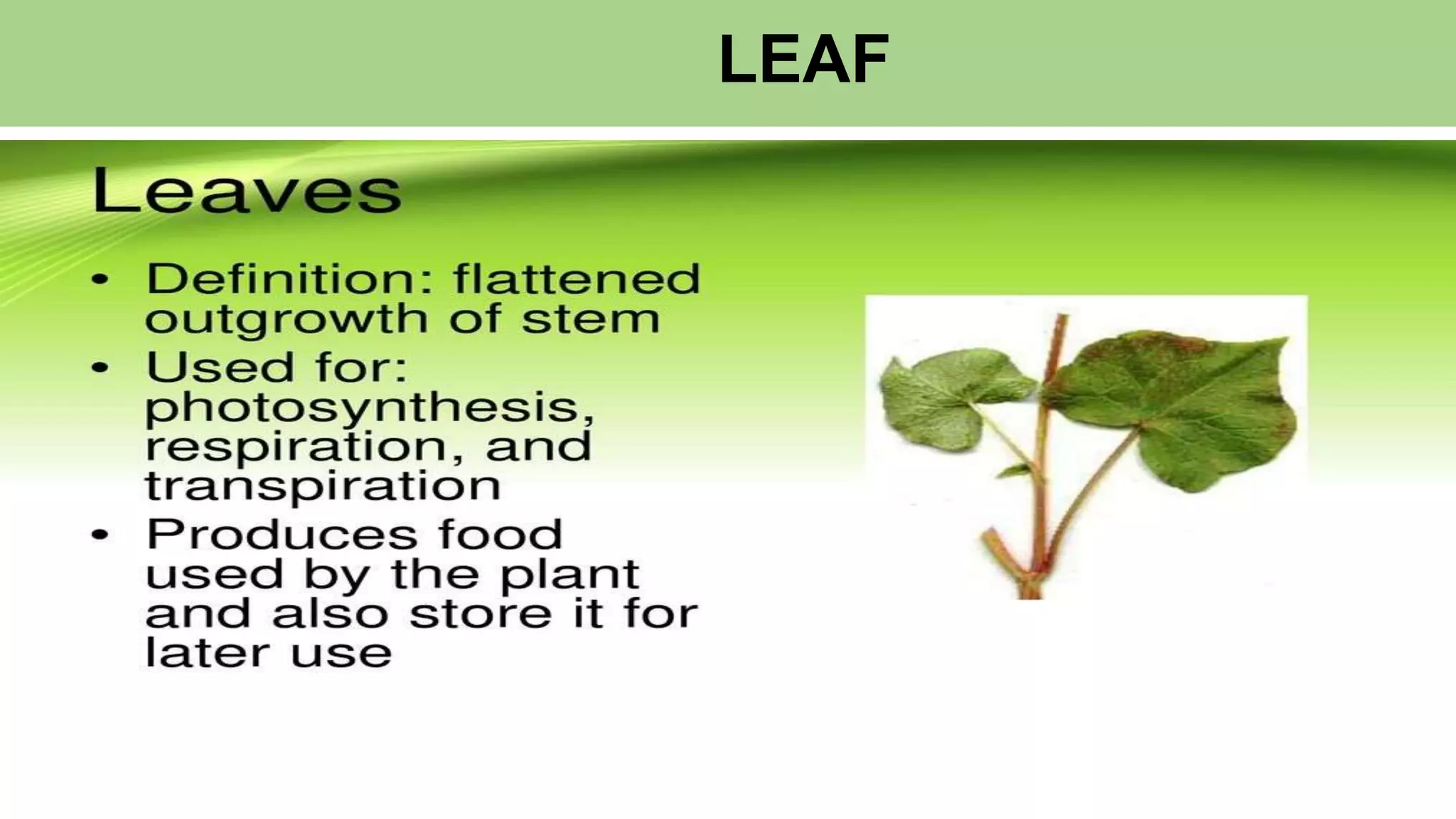 Leaf Structure | PPTX