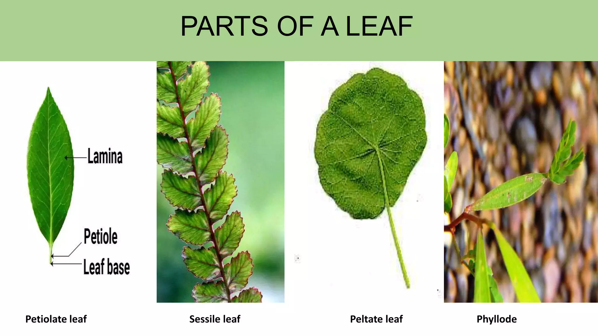 Leaf Structure | PPTX