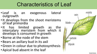 Leaf Structure | PPTX