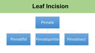 Leaf Structure | PPTX