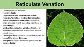 Unicostate Reticulate Venation