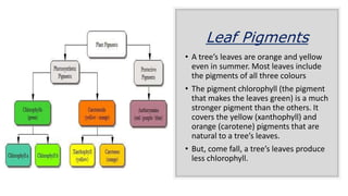 Leaf Chromatography | PPTX