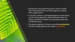 Leaf Chromatography | PPTX