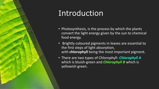 Leaf Chromatography