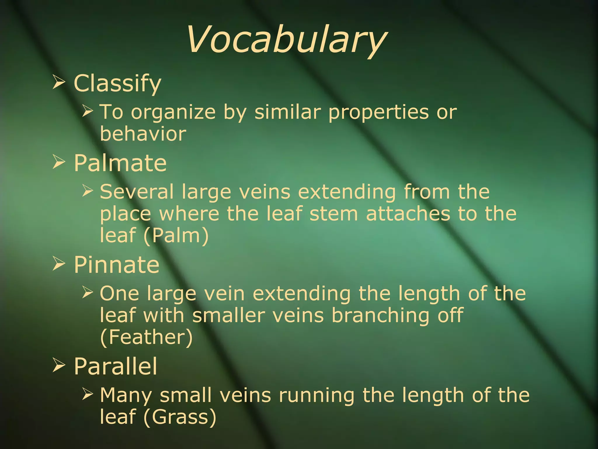 Leaf classification vocab | PPT