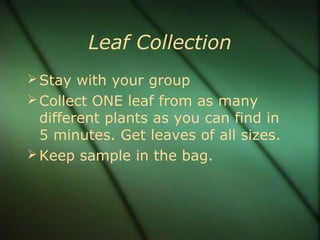 Leaf classification | PPT