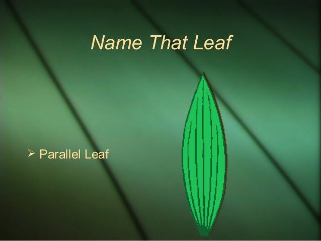 Leaf classification