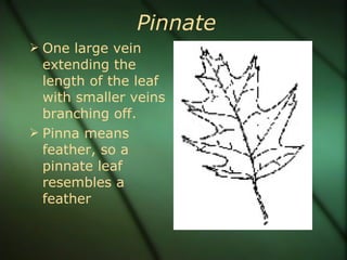 Leaf classification | PPT | Gardening | Home & Garden