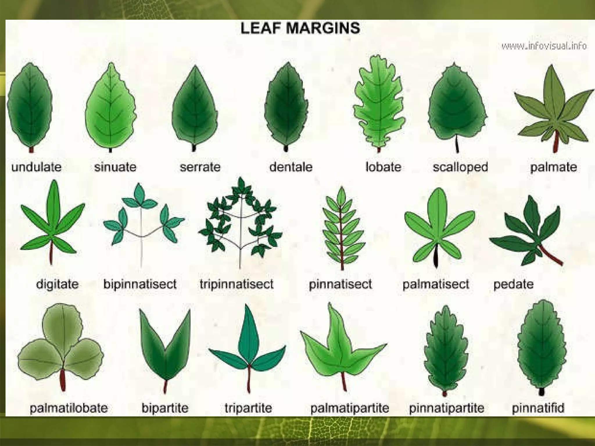 Leaf closeup (2) | PPT
